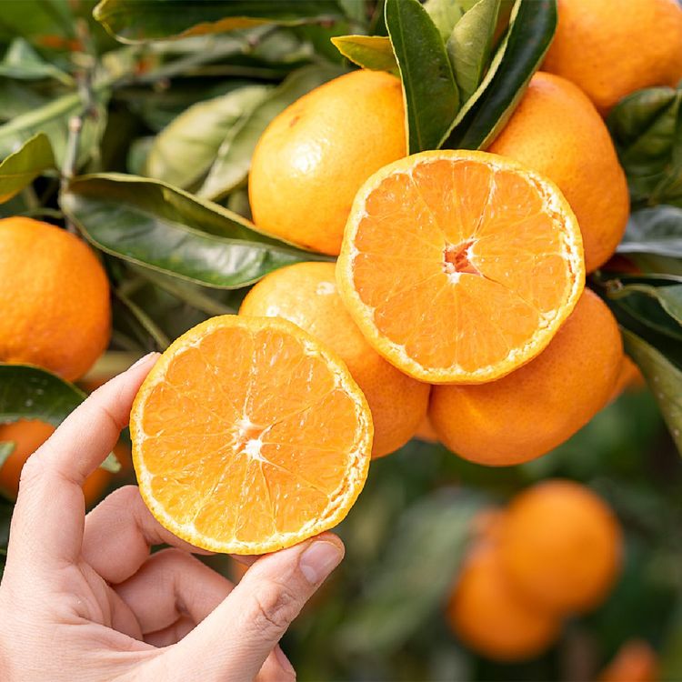 제주 새콤달콤 극조생 노지 감귤 특품 중과 2kg 내외 (2S-M) | 홈플러스 택배배송