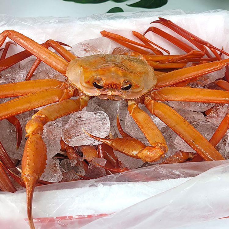 해담 당일조업 속초홍게 박달홍게 자숙 3kg7미이하 수율 90 내외 A급 산지직송 홈플러스 택배배송