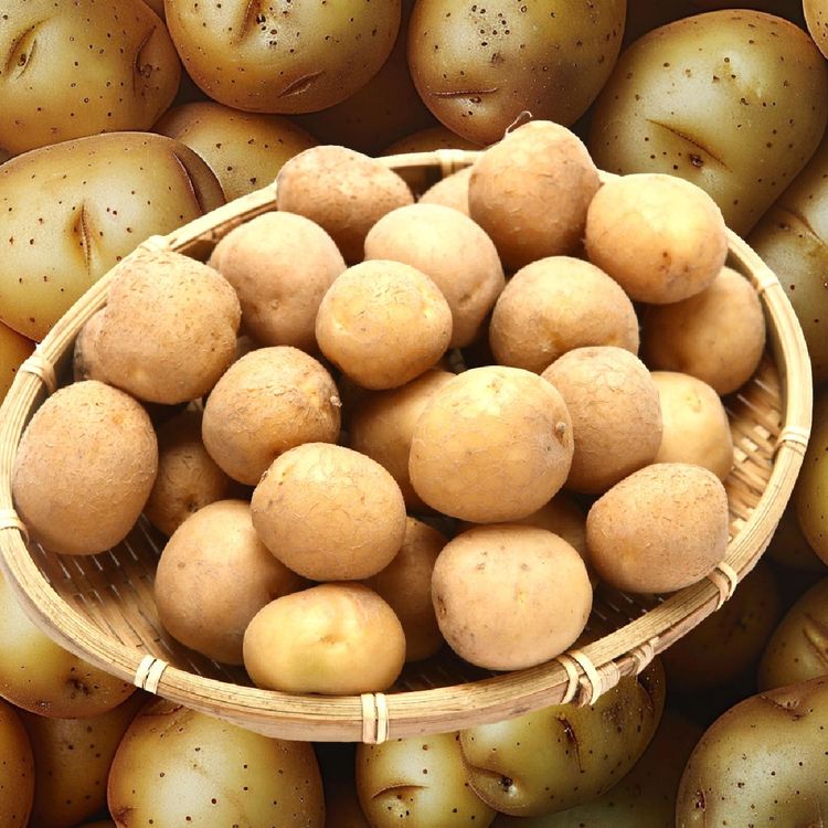 포미식탁 포슬포슬 두백감자 햇 감자 L 특 3kg 홈플러스 택배배송