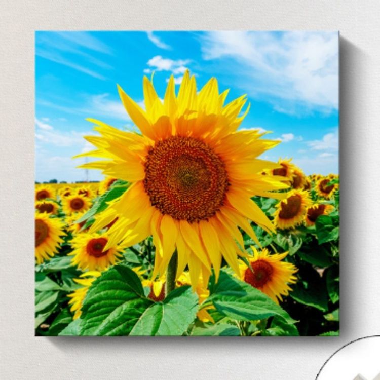 해바라기 실용적인 N7203b662fe 그림 인테리어 액자 홈플러스 택배배송