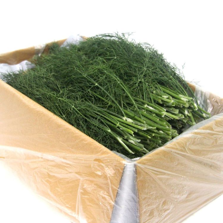 국내산 특품 생허브 딜 반박스 500g 향신료 가락시장 당일새벽경매 홈플러스 택배배송