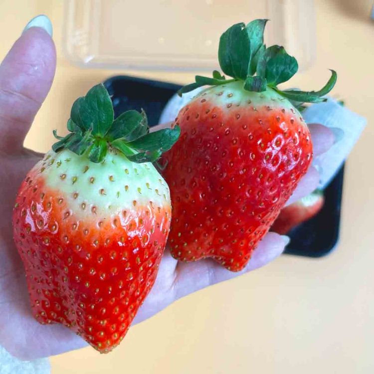 산지발송 논산 킹스베리딸기 특 800g 이상 홈플러스 택배배송