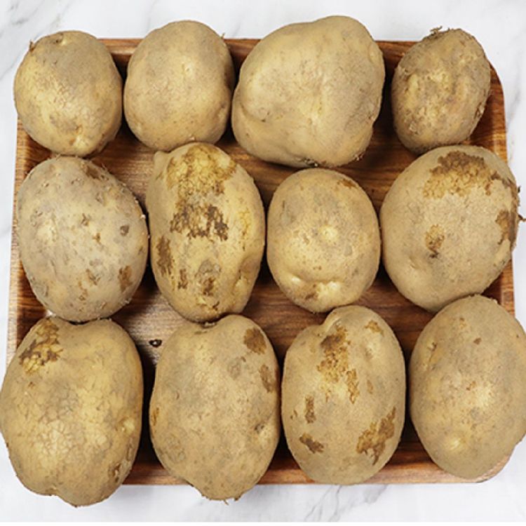 충북 괴산 햇 두백감자 대왕 3kg 홈플러스 택배배송