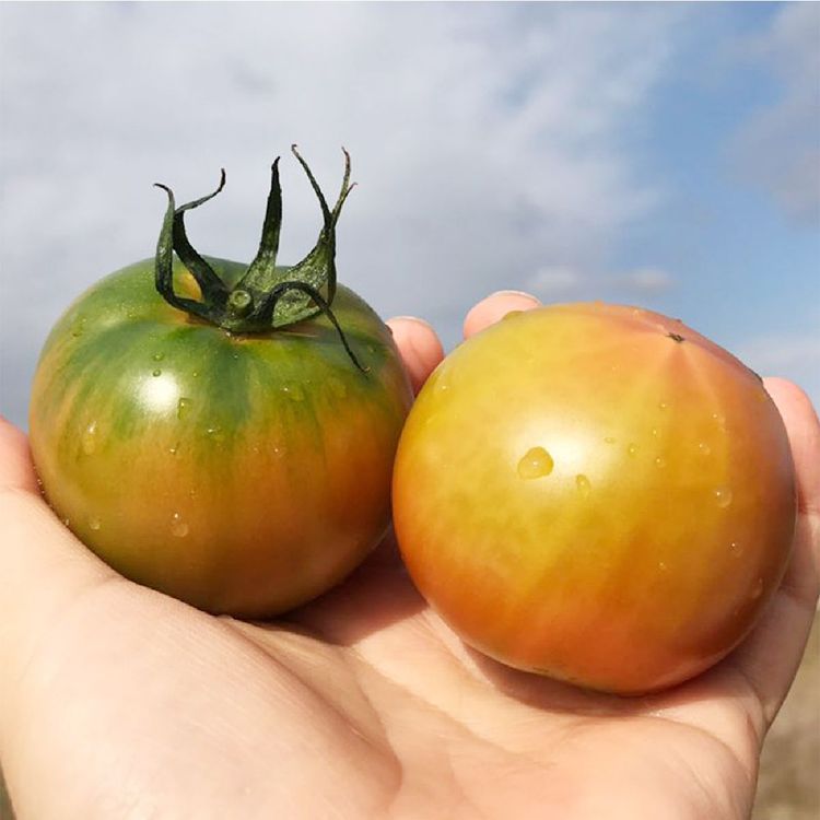 [GAP인증] 부산 대저 짭짤이 토마토 특품 S-2S과 2.5kg /당일수확발송 | 홈플러스 택배배송