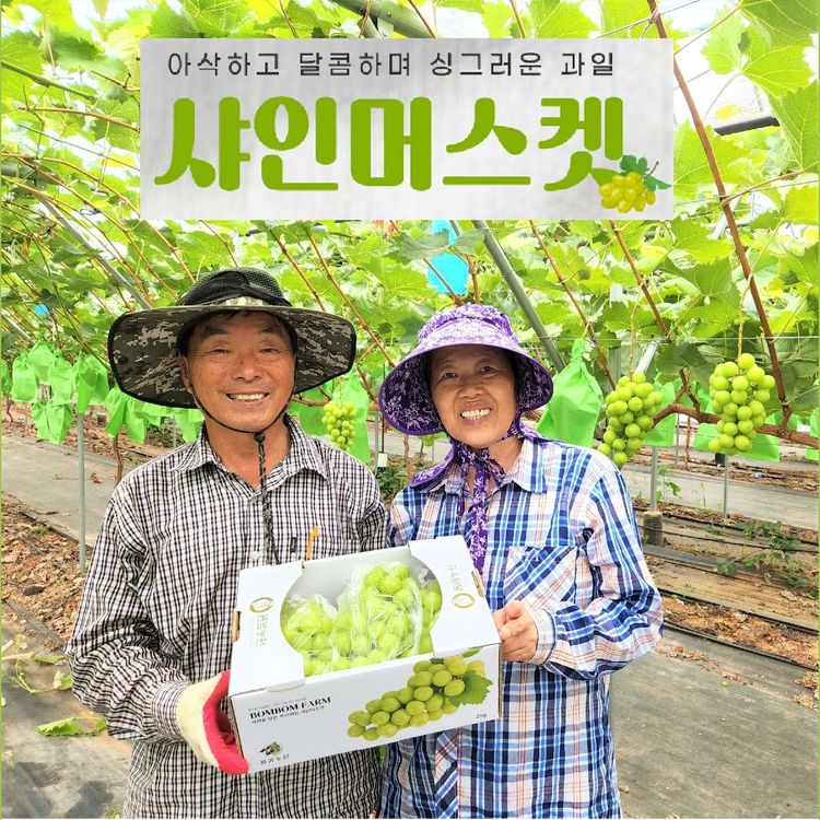 예약판매8월16일출고 탱글탱글 고당도 샤인머스켓 가정용 1kg2~3수gap인증 홈플러스 택배배송