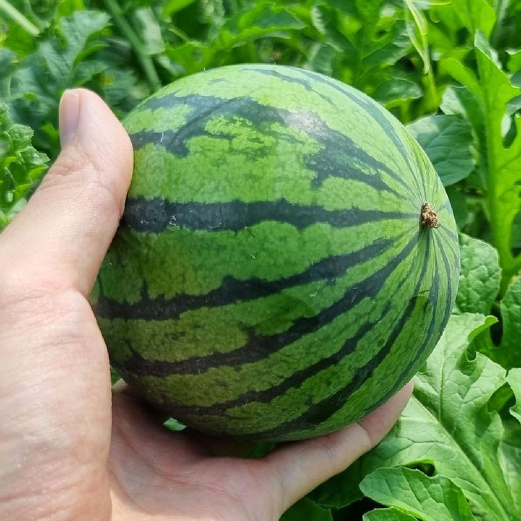 오늘의과일 애플수박 15kg중3수 홈플러스 택배배송
