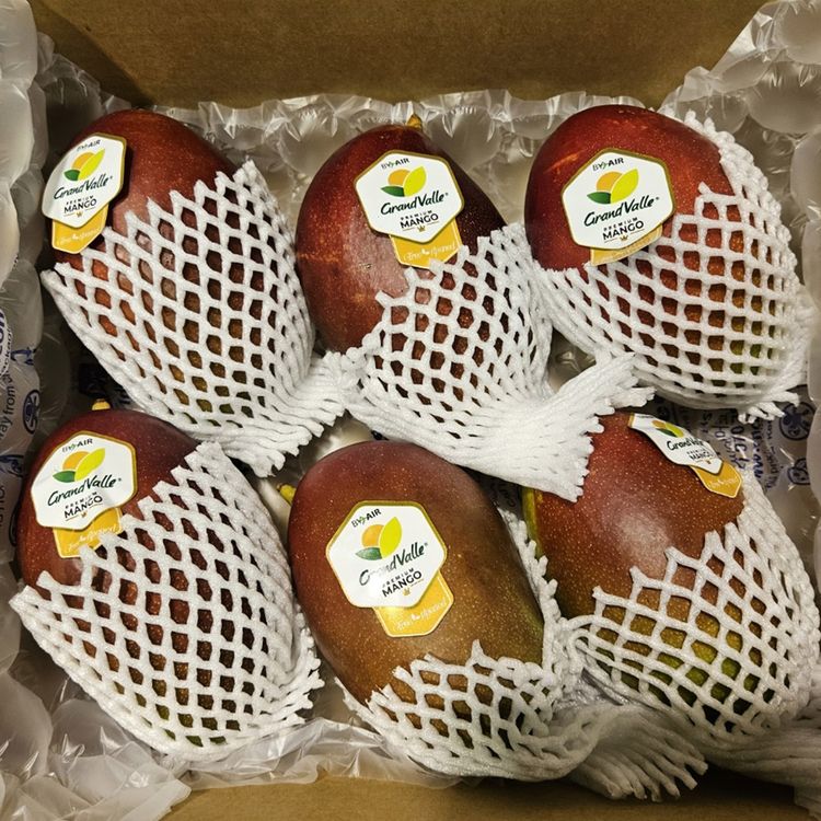 프리미엄 고당도 애플망고 2kg 내외4~6입 홈플러스 택배배송