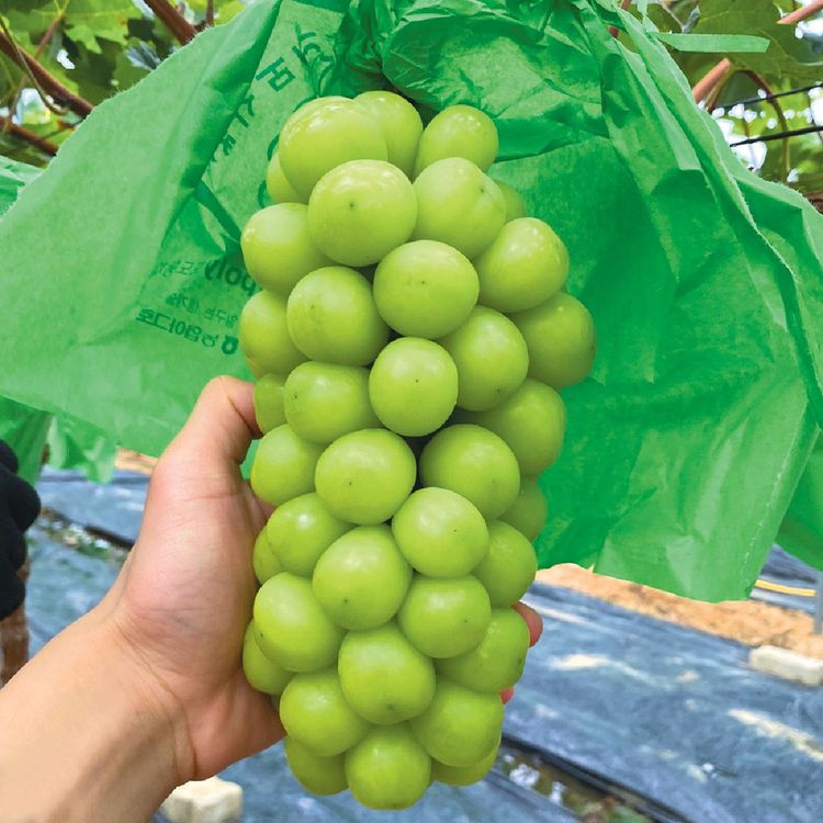 고당도 프리미엄 망고포도 샤인머스켓 가정용 500g 1수 홈플러스 택배배송