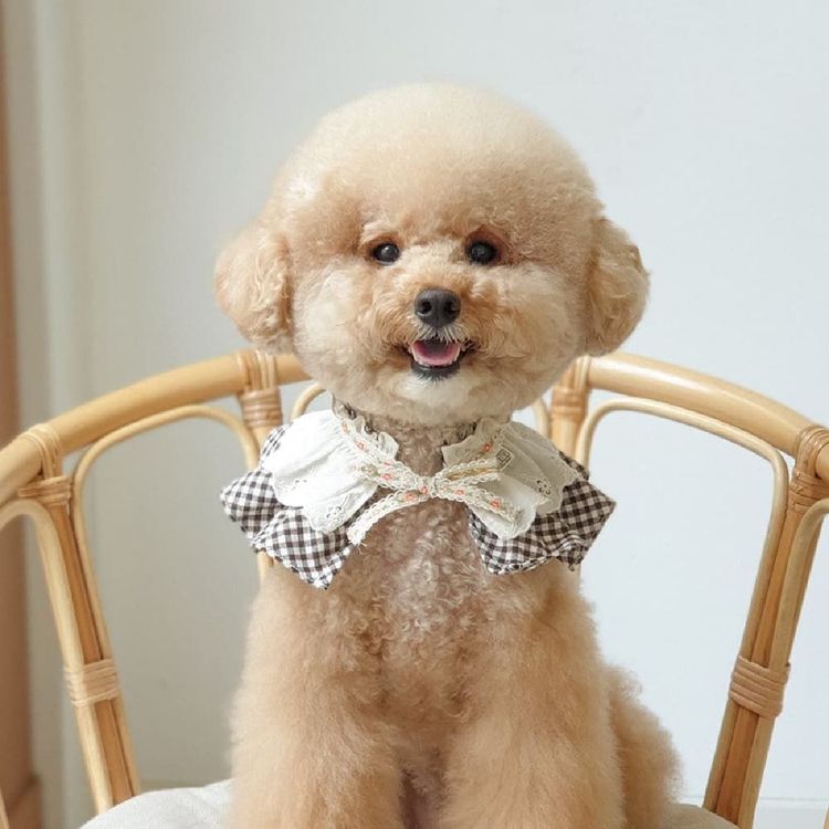 몽쉘 브라운 체크 고양이 강아지케이프 홈플러스 택배배송