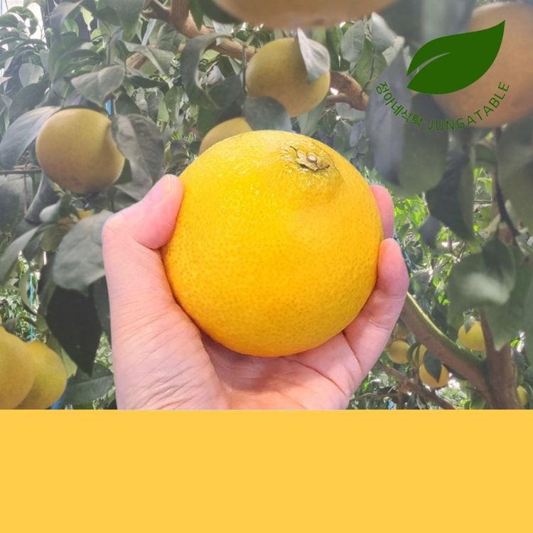 정아네식탁 제주 새콤달콤 황금향 가정용 2kg 로얄과 홈플러스 택배배송