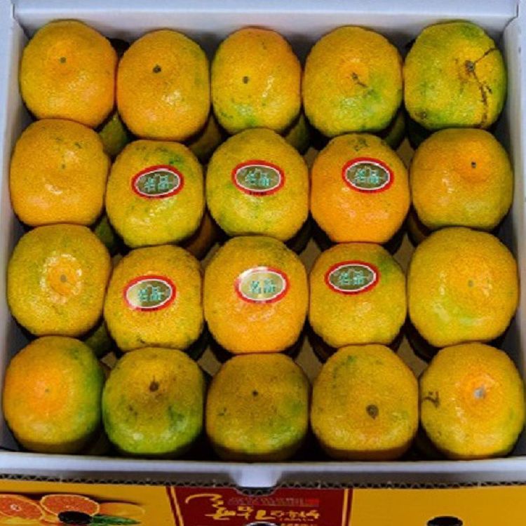 특품 제주 감귤 선물세트 5kg 하우스감귤 서귀포귤 제주도 귤 택배 제주귤 택배 하우스귤 홈플러스 택배배송