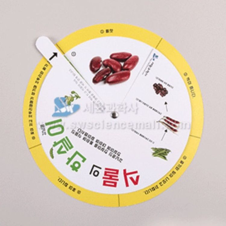 창작 식물의한살이 돌림책 강낭콩 5명1세트 홈플러스 택배배송