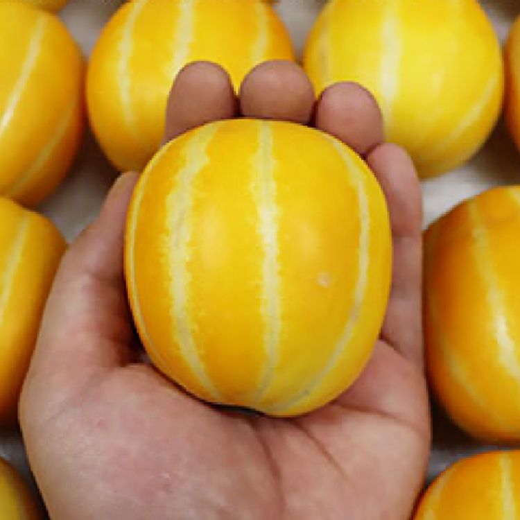 성주 가정용 한입 꿀참외 5kg 홈플러스 택배배송