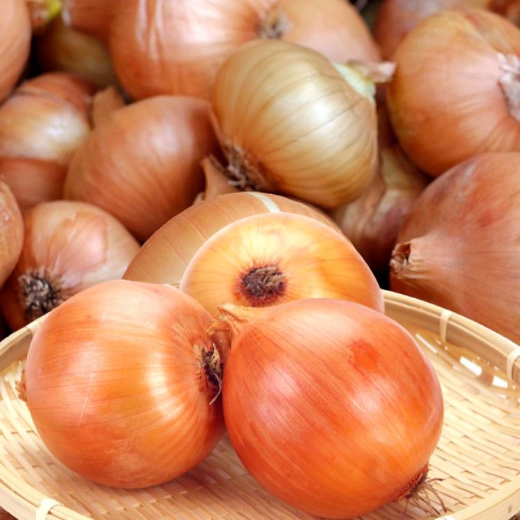 포미식탁 국내산 양파 소과 10kg 개당 70 100g 홈플러스 택배배송