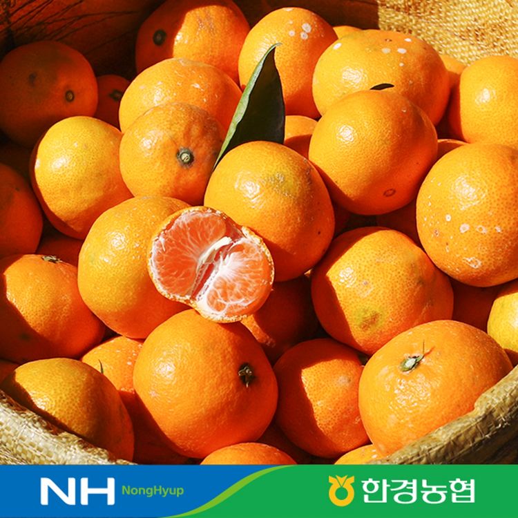 한경농협 제주 조생감귤 9kg 소과2s 홈플러스 택배배송