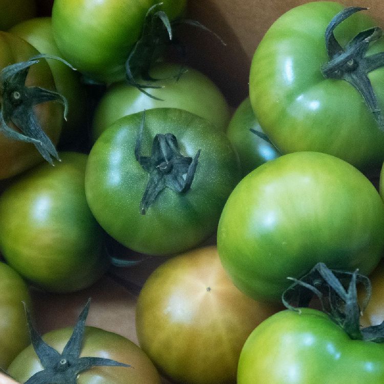 제철 대저 짭짤이 토마토 2kg(중과/M~2S) | 홈플러스 택배배송