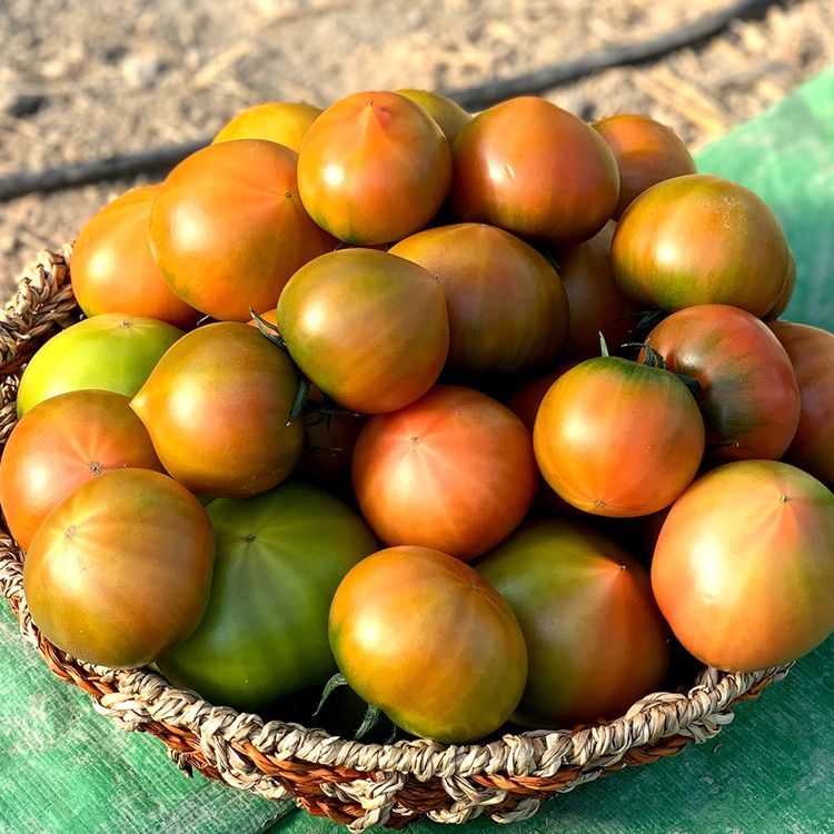 ｢산해직송｣부산 농협 대저 짭짤이 토마토 25kg 2s 로얄미니과 홈플러스 판매자택배