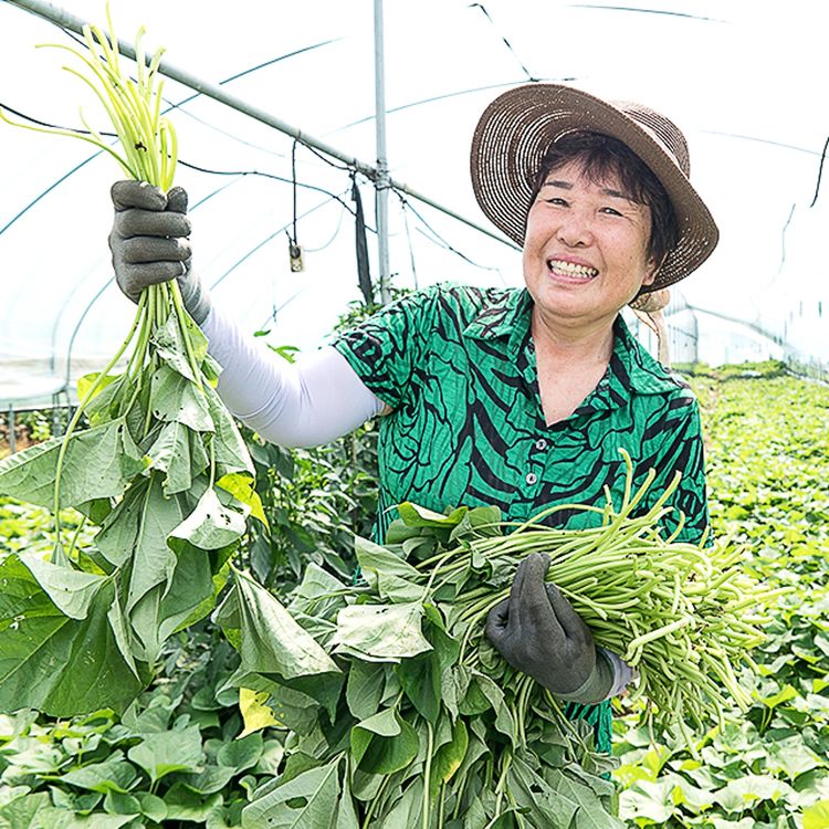 생산자직송 광주광역시 무농약 생 고구마순 2kg 홍대 홈플러스 택배배송
