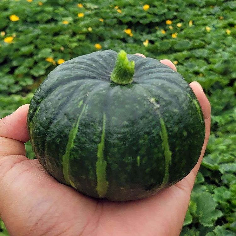 제주 미니 단호박 2kg 3~9개 제주 보우짱 단호박 제주 미니 밤호박 제주단호박 제주밤호 홈플러스 택배배송
