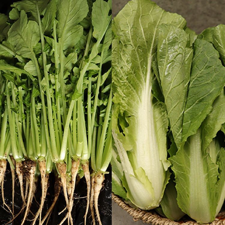 포천 어린 열무 3kg얼갈이 1kg 홈플러스 택배배송