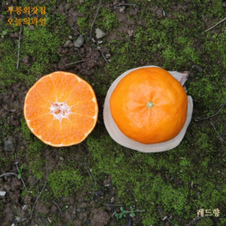 제주 제주도 고당도 레드향 5kg 특대 선물 가정용 무릉외갓집 홈플러스 택배배송