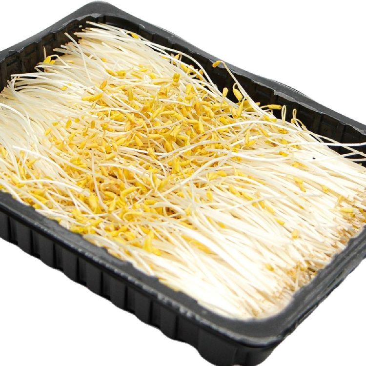 국내산 특품 황금메밀순 한박스 1kg 노랑 메밀순 가니쉬 샐러드야채 홈플러스 판매자택배