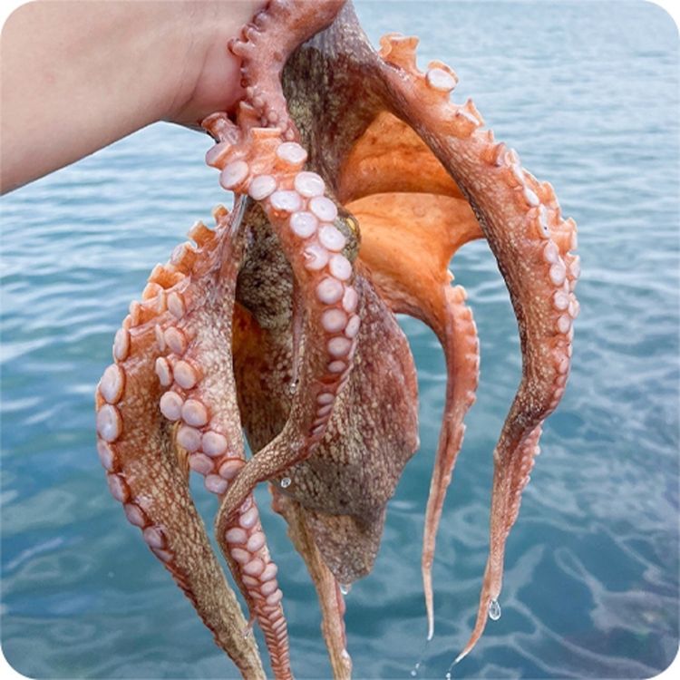 산지직송 통영 자연산 활 돌문어 1kg 1 3미 홈플러스 택배배송