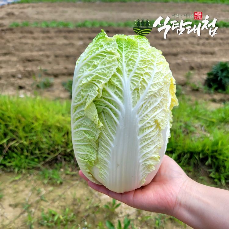 식탐대첩 신선농부들 실속형 알배추 400 600g 5통 홈플러스 택배배송