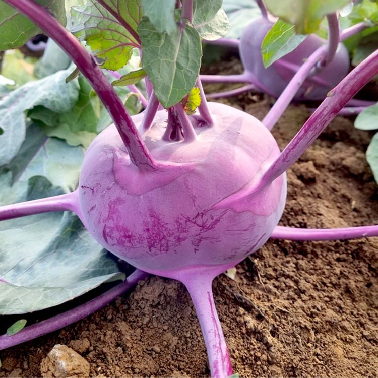 한경 제주 콜라비 5kg 제철 적콜라비 홈플러스 판매자택배