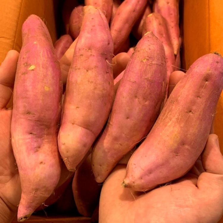 포미식탁 당진 속노란 고구마 최상품 호박고구마 한입 5kg 홈플러스 택배배송