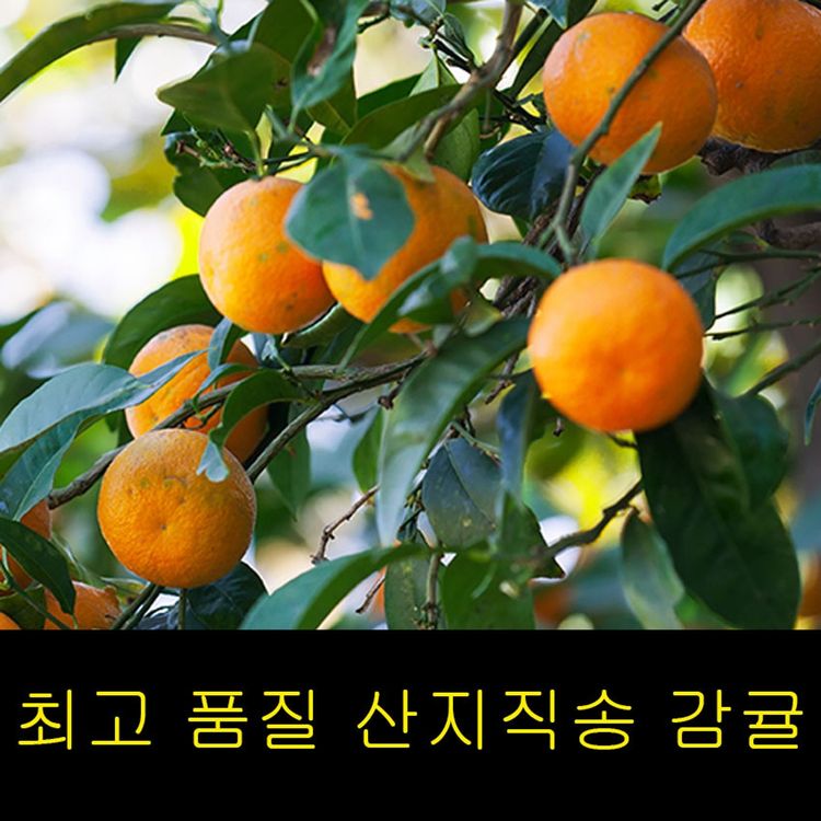 고씨네 특급 귤 10kg 제주귤 감귤 조생귤 귤농장 홈플러스 택배배송