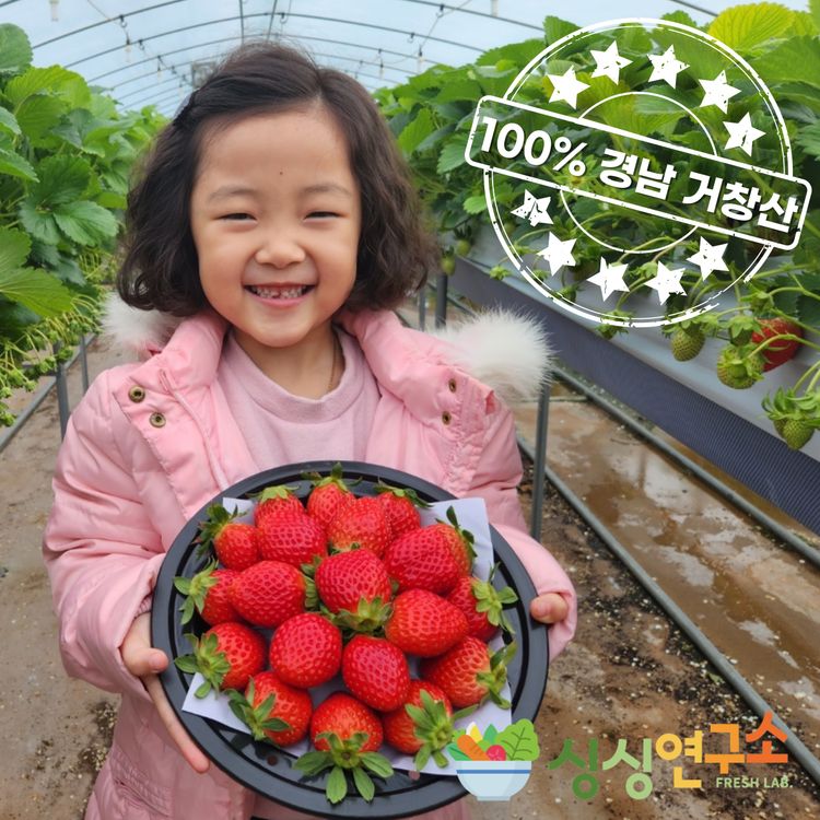 ★새벽수확 특품★경남거창 설향딸기 750g 大 24구 홈플러스 택배배송
