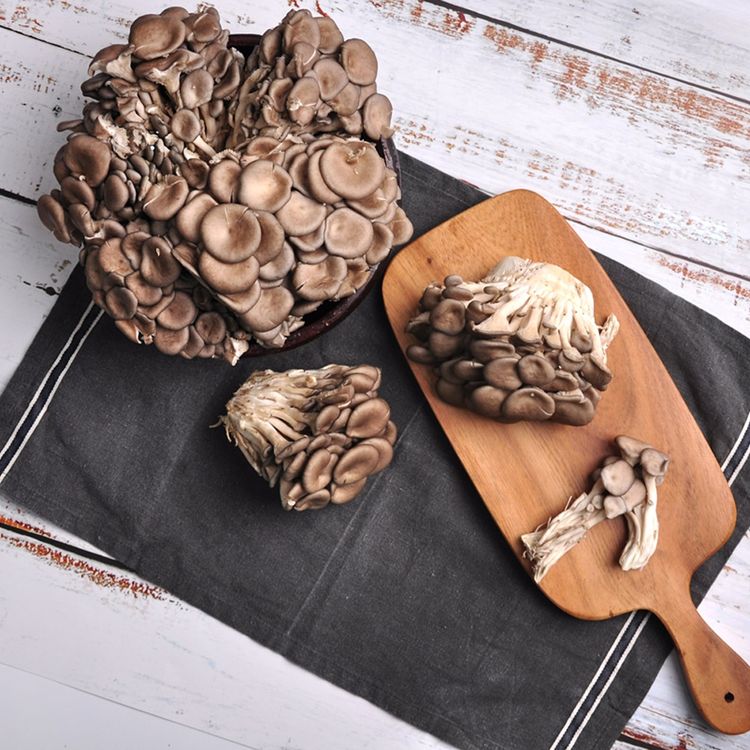 무농약인증 느타리버섯 2kg(200g 10팩) | 홈플러스 택배배송