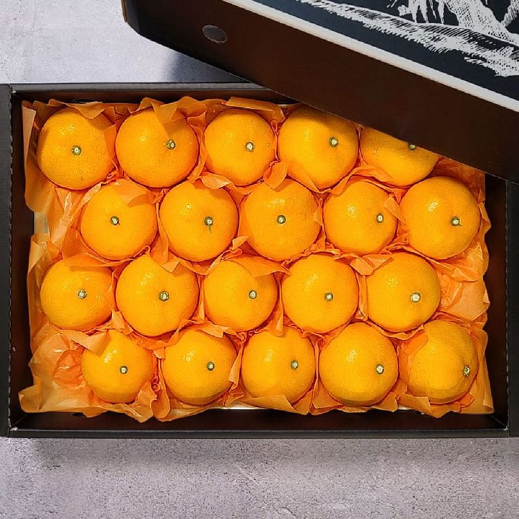 자연식탁 프리미엄 제주 황금향 선물세트 45kg 소과24 30과 부직포가방 홈플러스 택배배송