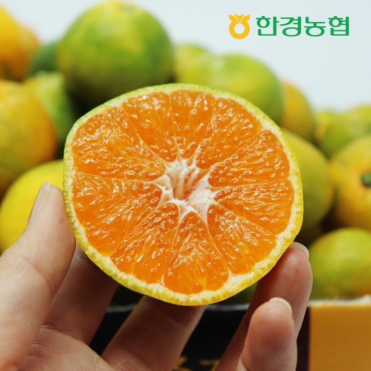 한경농협 첫수확 제주 조생감귤 25kg 소과2s 홈플러스 택배배송
