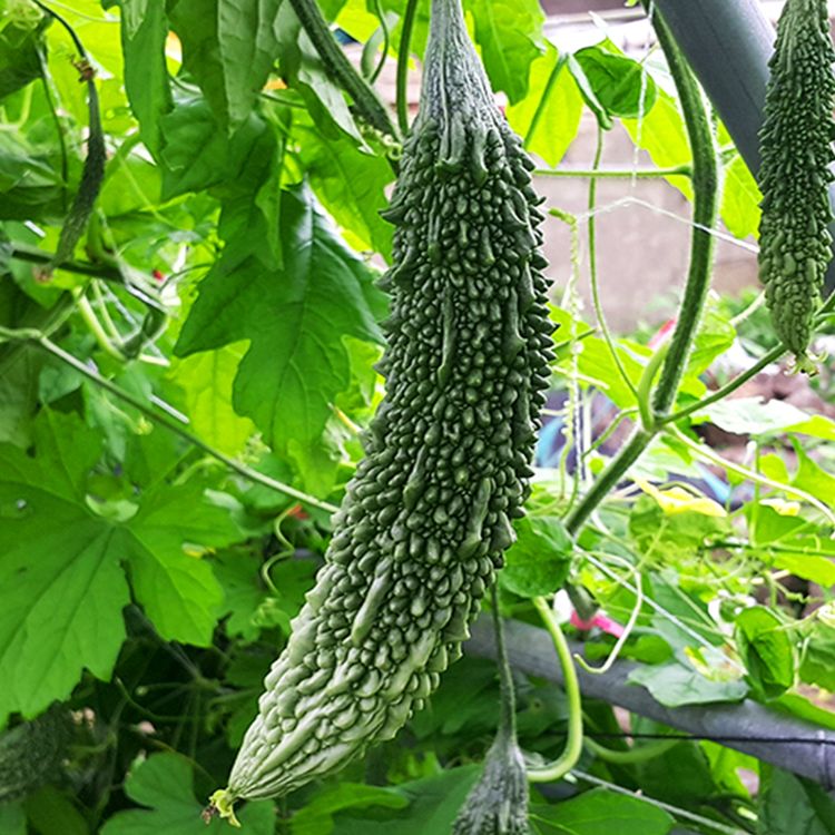 생산자직송 전남 순천 생여주 10kg 홈플러스 택배배송