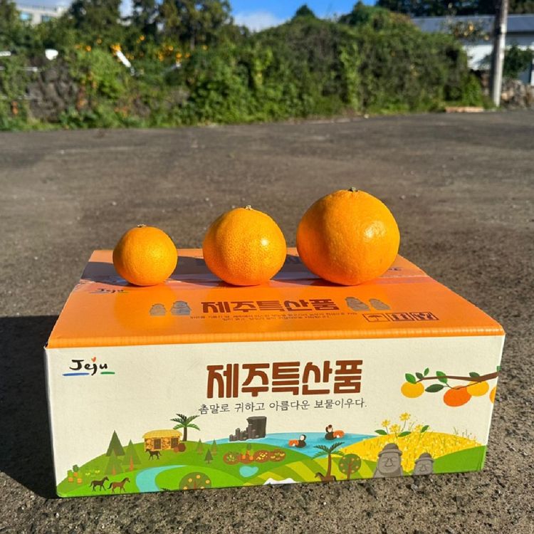 오렌지팜 제주 황금향 고당도 대과 3kg 제주귤농장 가정용 만감류 홈플러스 택배배송
