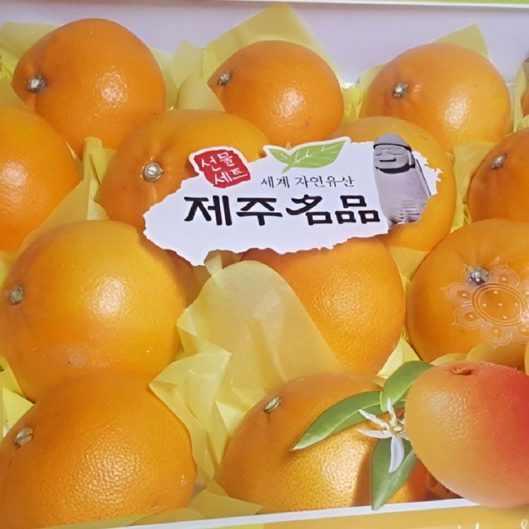 설선물세트 제주 천혜향 산지직송 고당도 2kg8 12과 부직포가방 홈플러스 택배배송