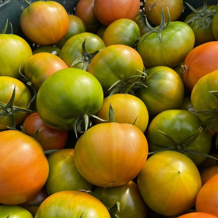 [GAP인증] 아삭한 대저 짭짤이토마토 특품 2.5kg(S과) | 홈플러스 택배배송