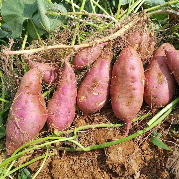 해남 호박 고구마 5kg 특상 24년 햇고구마 흙고구마 호풍미 고구마 한박스 햇호박고구마 홈플러스 택배배송