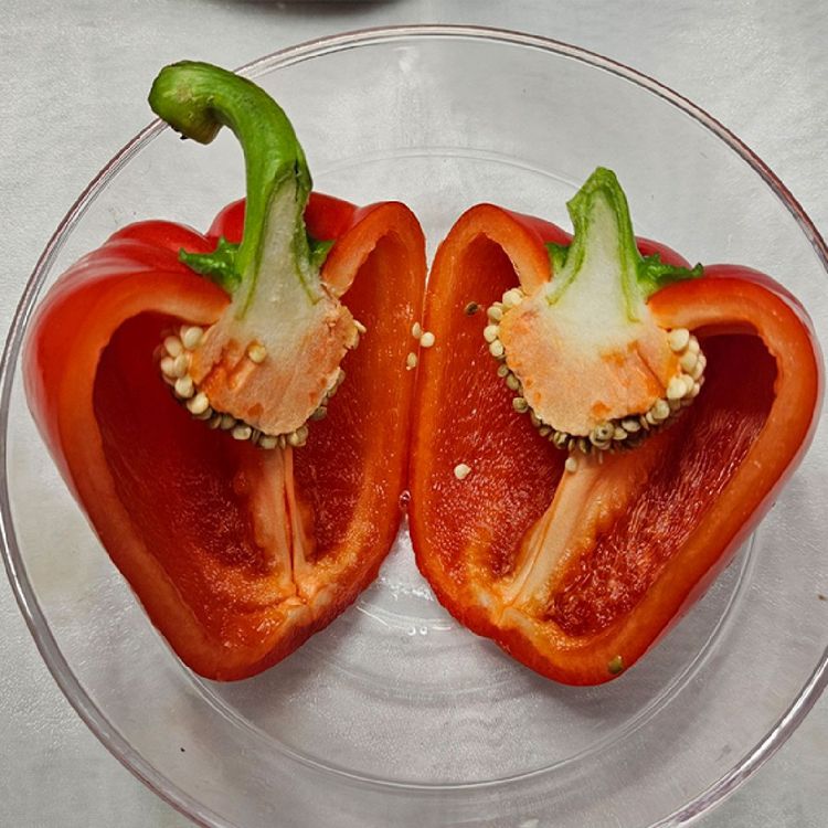 국내산 미니 파프리카 500g 색상혼합 홈플러스 택배배송