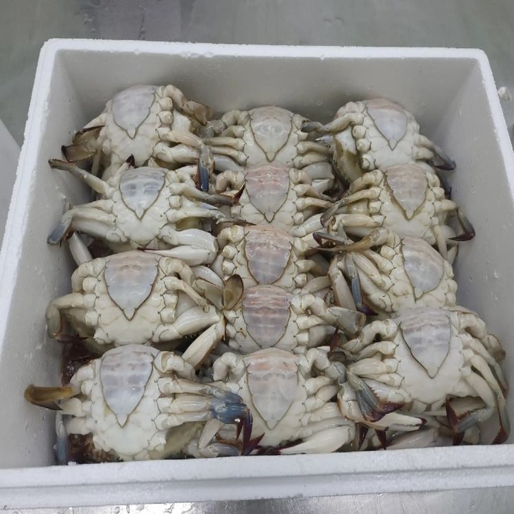 프레쉬푸드 국내산 서해안 냉동 숫꽃게 10kg 35 44미 홈플러스 택배배송