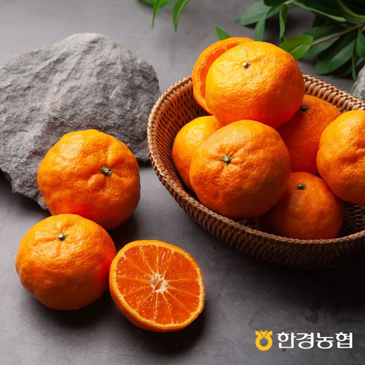 산지직송 한경농협 제주 카라향귤로향 2kg 소과 홈플러스 택배배송
