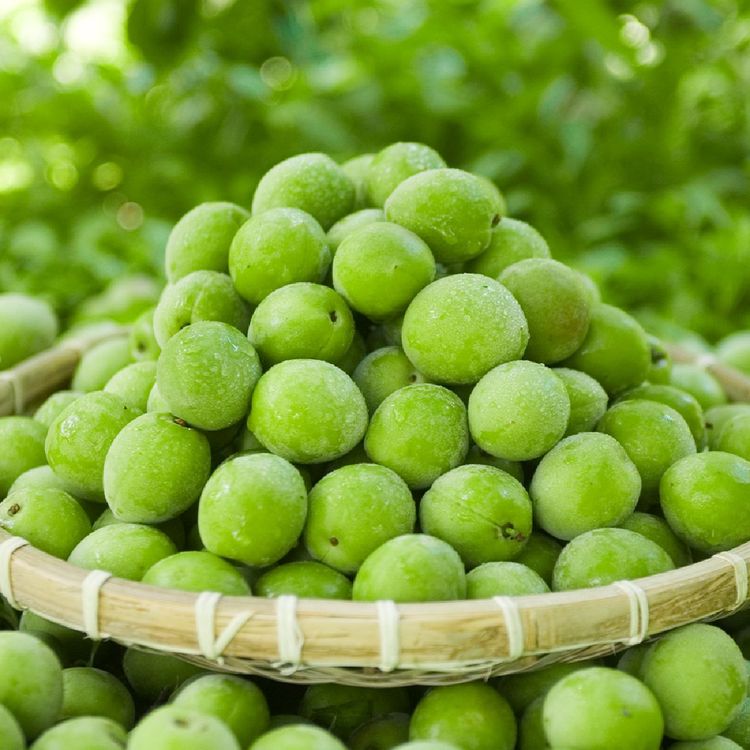 산지직송 하동 청매실 대 5kg 개당 31mm내외 홈플러스 택배배송