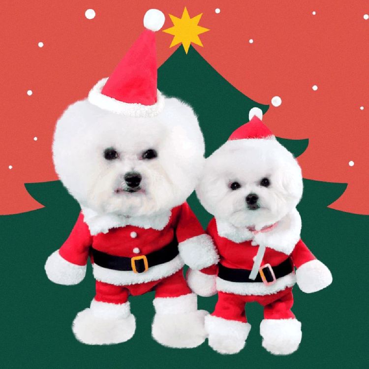 강아지 고양이 크리스마스 산타옷 M 홈플러스 택배배송