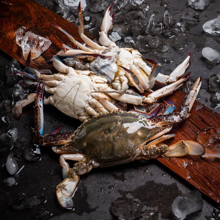 ★비밀특가★ 산지직송 제철 암수혼합 활꽃게 2kg6 10미내외 빙장 홈플러스 택배배송