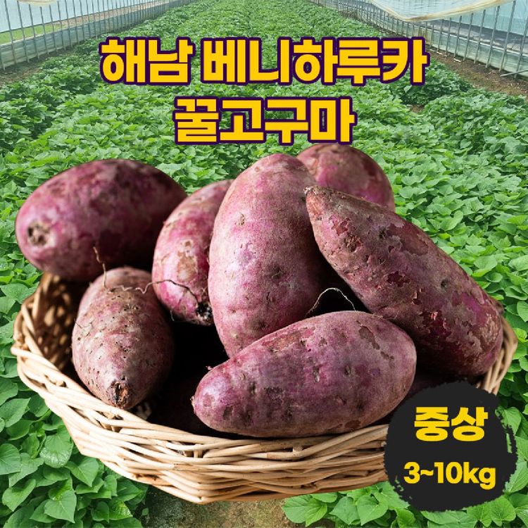 산지직송 해남 꿀고구마 베니하루카 중상 3kg 비세척 홈플러스 택배배송