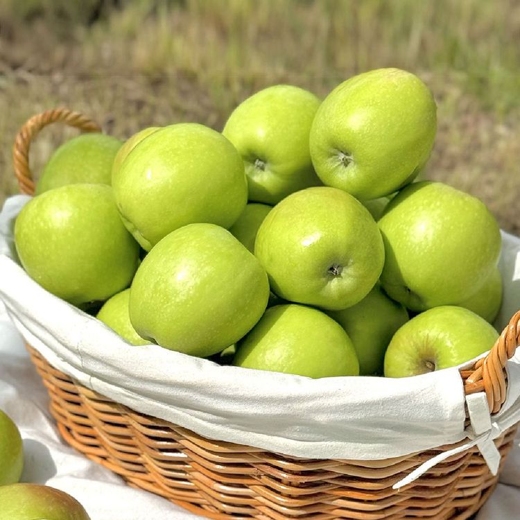 12브릭스 충주 썸머프린스 사과 5kg 15~25과 여름사과 풋사과 청사과 초록사과 꿀사과 홈플러스 택배배송