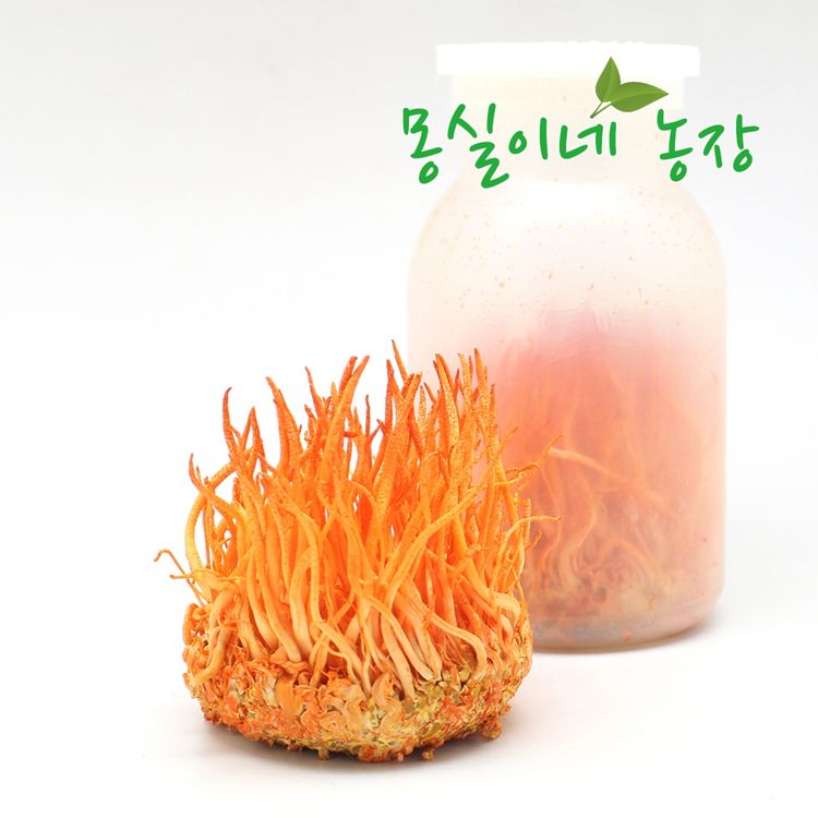 강원도 원주 재배 국내산 현미 동충하초 100gx4통 홈플러스 택배배송