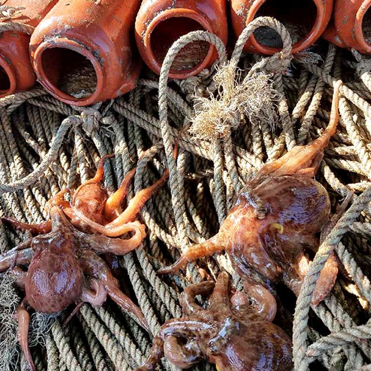 생산자직송 고흥 자연산 돌문어 1kg2~4미급냉 홈플러스 택배배송
